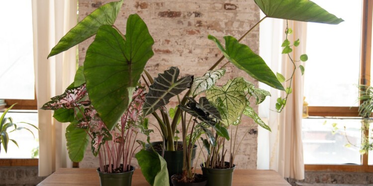 Elephant Ear Plant Care Indoors: A Complete Guide