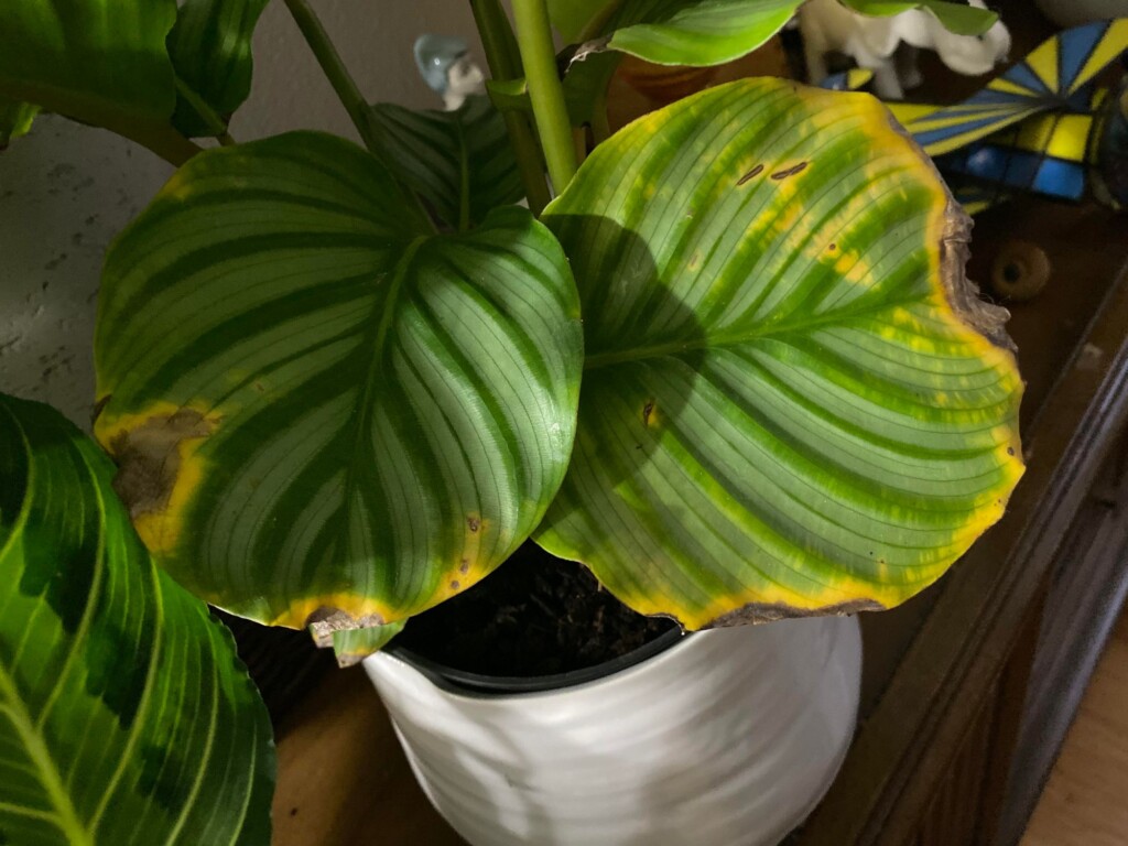 Calathea Orbifolia Care - Your Ultimate Indoor Growing Guide
