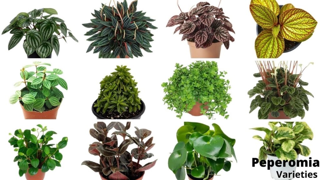 Peperomia Care Indoor :All You Need About Peperomia Plants