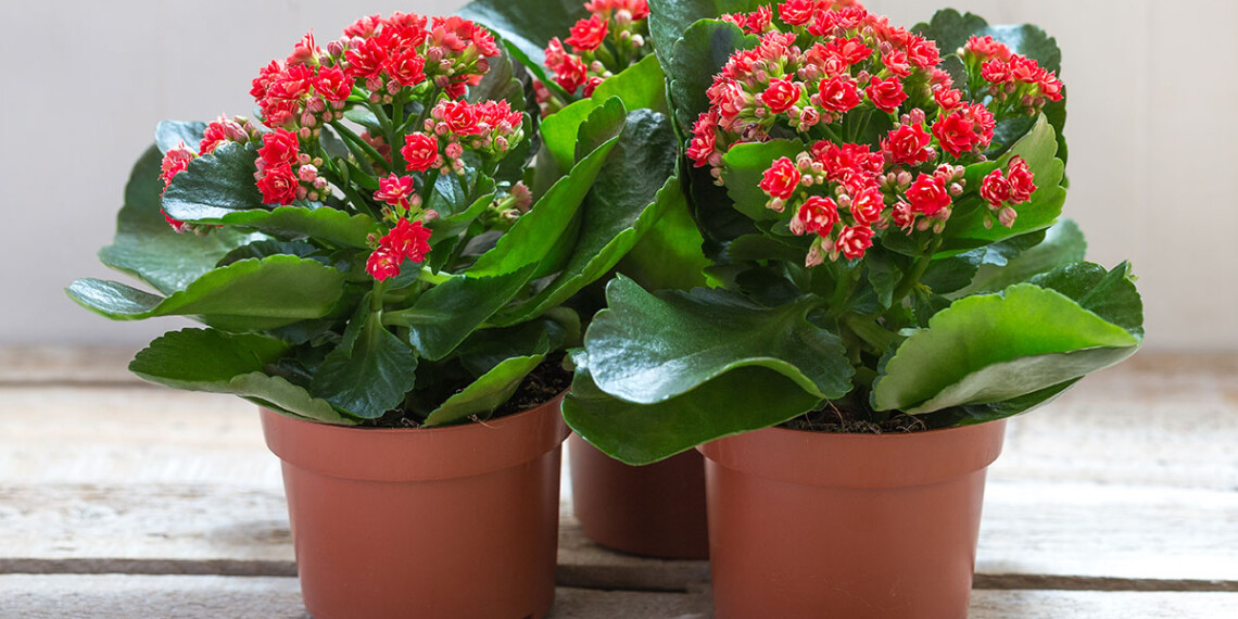 How To Care For A Kalanchoe Plant Indoors
