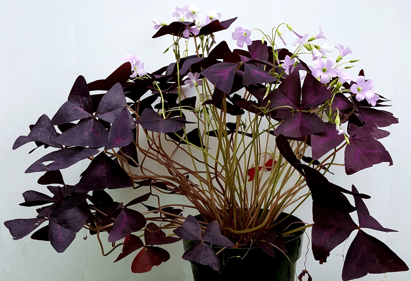 How To Care For Purple Shamrock Plant | Care & Growing Tips